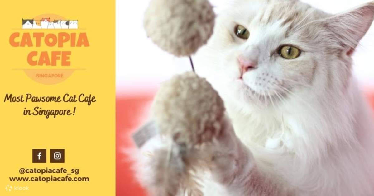 Kafe Kucing Catopia Singapura - Klook Amerika Syarikat